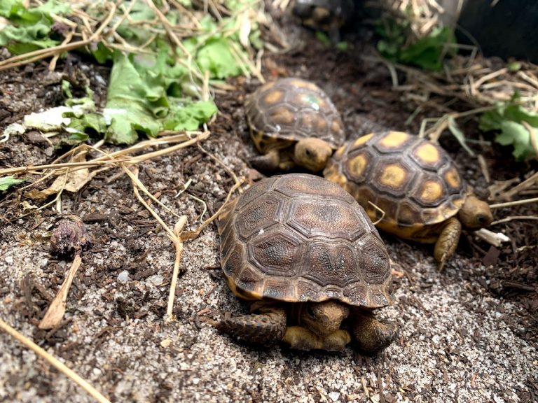 Baby gopher tortoises enter Eckerd College ‘head start’ - News | Eckerd ...