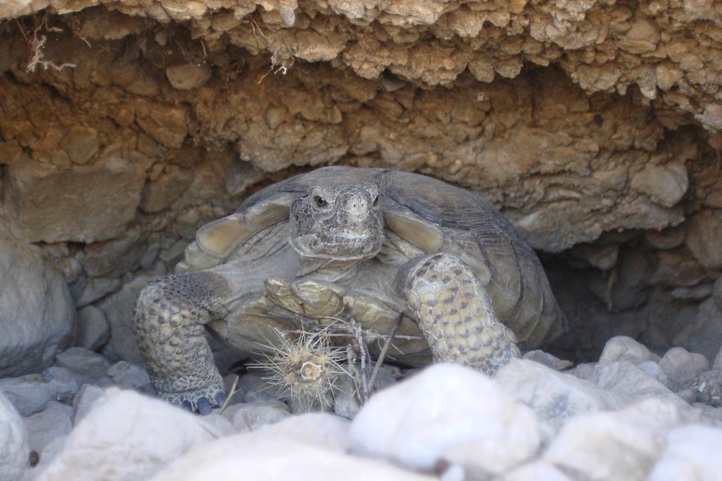 ‘What’s under that next rock?’ exemplifies the curiosity of new Eckerd ...