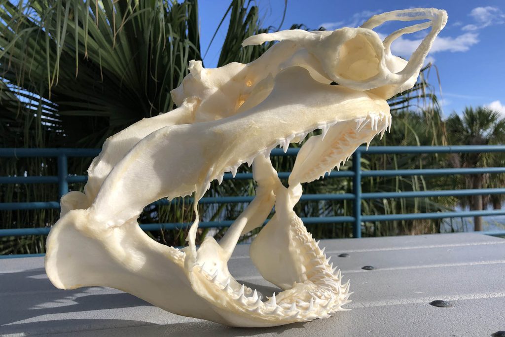 Eckerd College sophomore donates shark skulls to Bimini research lab ...