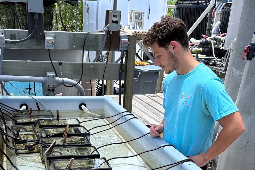 Eckerd College marine science professors and students race to help save ...