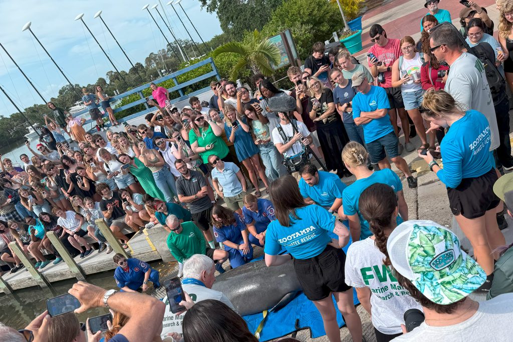 Eckerd College Waterfront expands maritime rescue program, aids in manatee release - News ...